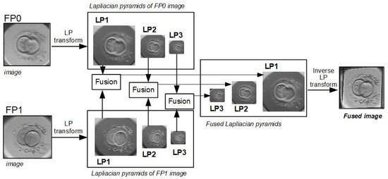 Fast Multi-Focus Fusion Based on Deep Learning for Early-Stage Embryo ...