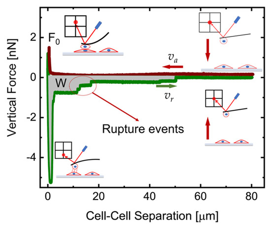 Impact of Experimental Parameters on Cell–Cell Force Spectroscopy Signature