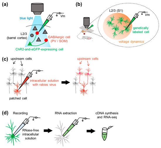 In Vivo Whole-Cell Patch-Clamp Methods: Recent Technical Progress and ...