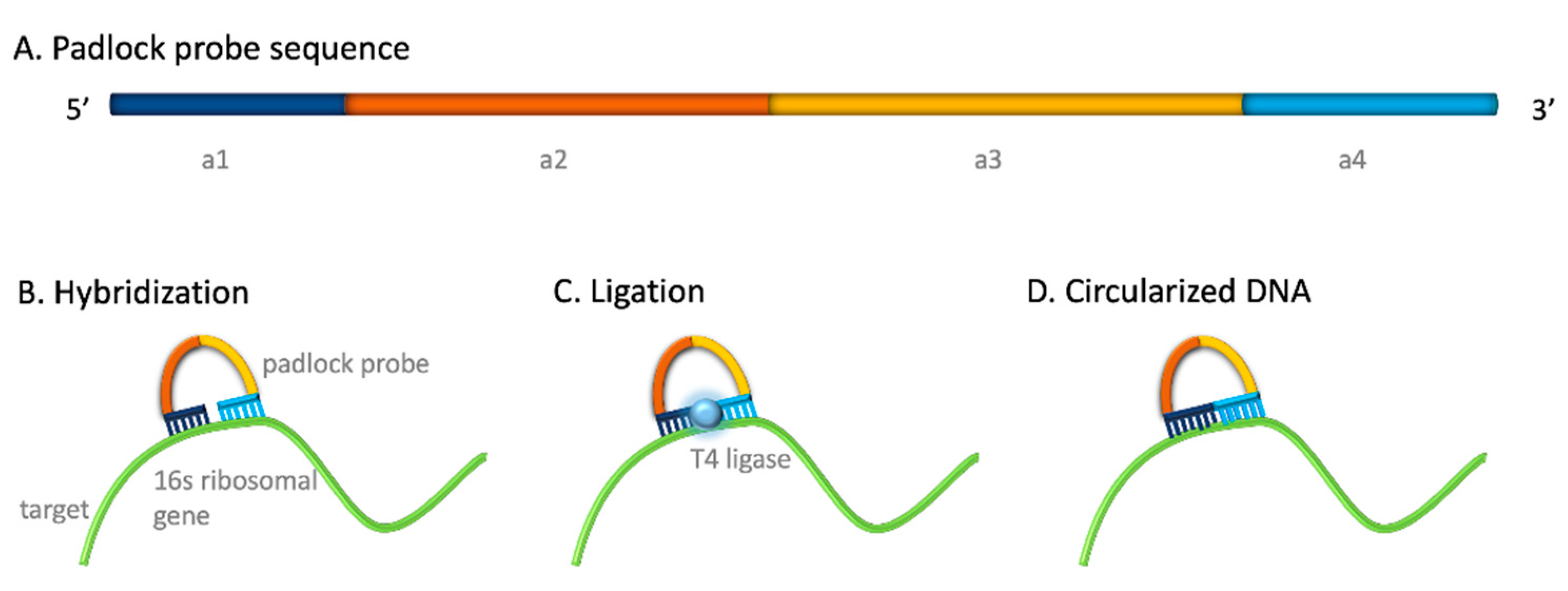 Sensors | Free Full-Text | Electrochemical Genosensing of E. coli Based on Padlock Probes and ...