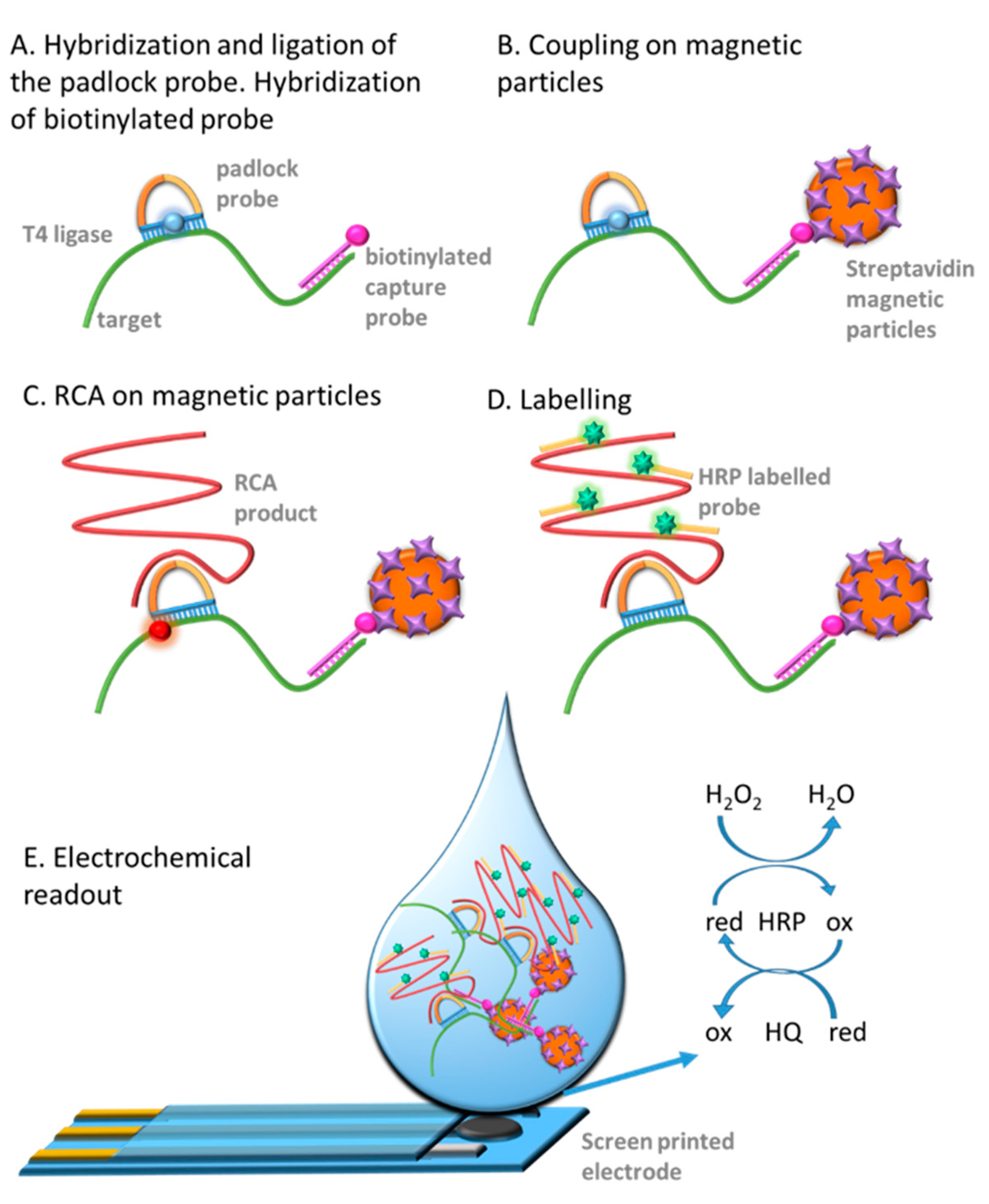 Electrochemical Genosensing of E. coli Based on Padlock Probes and ...