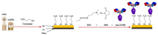 Electrochemical Immunosensor for the Quantification of S100B at ...