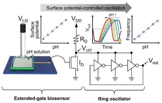 Surface Potential-Controlled Oscillation in FET-Based Biosensors