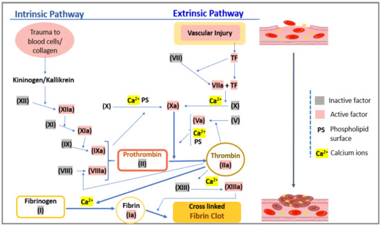 Evolving Paradigm of Prothrombin Time Diagnostics with Its Growing ...