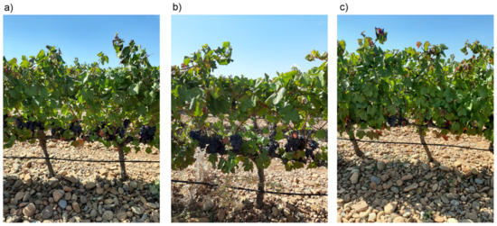 Grape Cluster Detection Using UAV Photogrammetric Point Clouds as a Low-Cost Tool for Yield ...