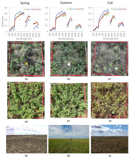 Identification of the Optimal Season and Spectral Regions for Shrub ...