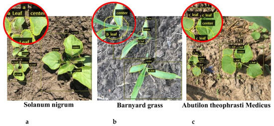 An Instance Segmentation-Based Method to Obtain the Leaf Age and Plant ...