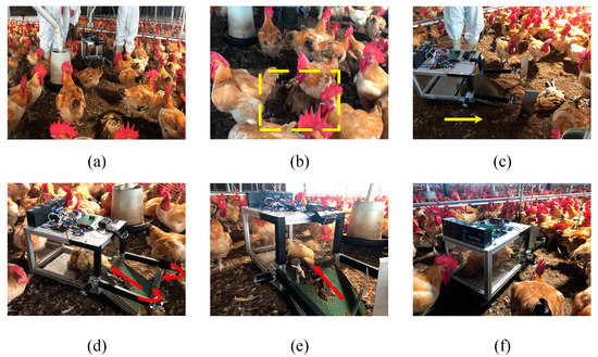 Identifying Images of Dead Chickens with a Chicken Removal System Integrated with a Deep ...