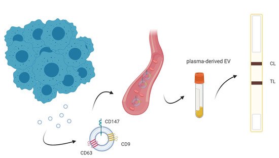 Sensors | Free Full-Text | Magnetic Lateral Flow Immunoassay for Small Extracellular Vesicles ...
