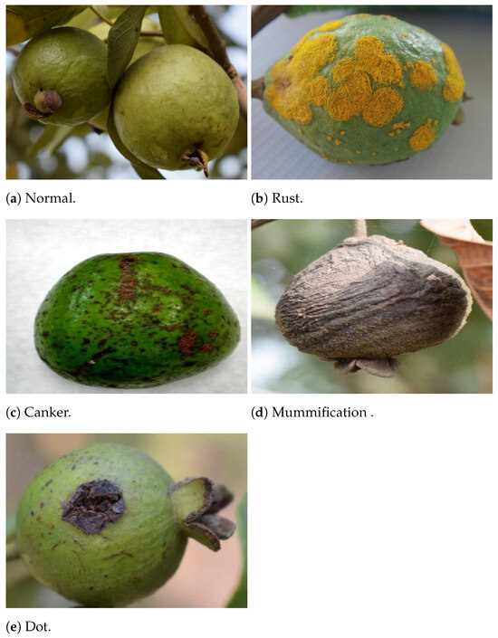 AI-Driven Framework for Recognition of Guava Plant Diseases through ...