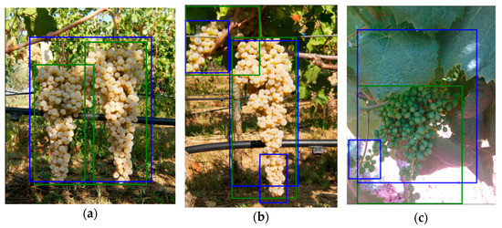 Sensors | Free Full-Text | In-Field Automatic Detection of Grape Bunches under a Totally ...