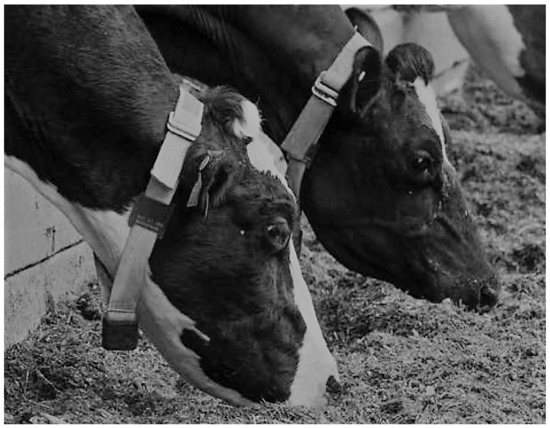 Classification of Cattle Behaviours Using Neck-Mounted Accelerometer ...