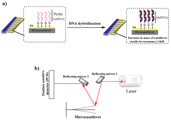 Rapid and Sensitive Detection of Severe Acute Respiratory Syndrome ...