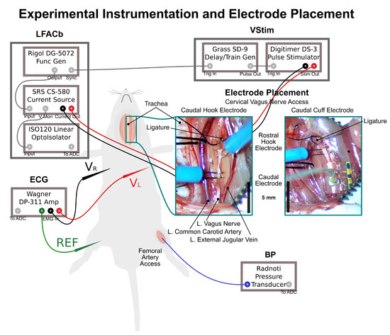 A Reversible Low Frequency Alternating Current Nerve Conduction Block ...