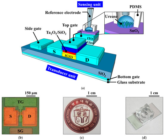 Highly Sensitive and Transparent Urea-EnFET Based Point-of-Care ...