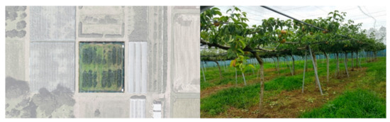 Real Time Pear Fruit Detection and Counting Using YOLOv4 Models and Deep SORT