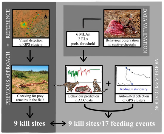 Using Machine Learning for Remote Behaviour Classification—Verifying Acceleration Data to Infer ...