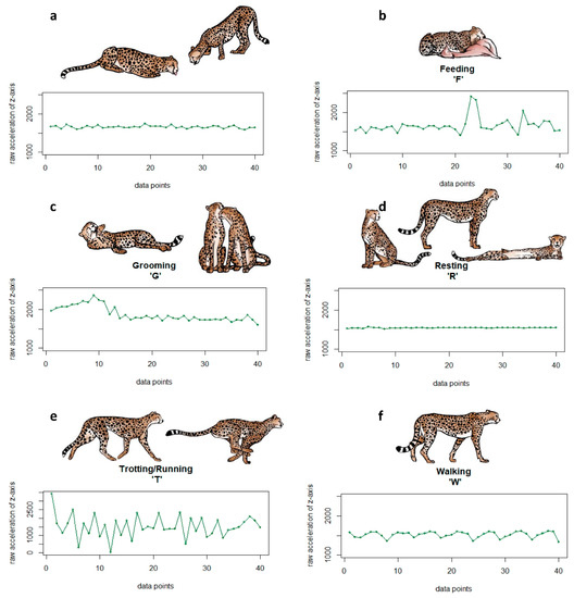 Using Machine Learning for Remote Behaviour Classification—Verifying Acceleration Data to Infer ...