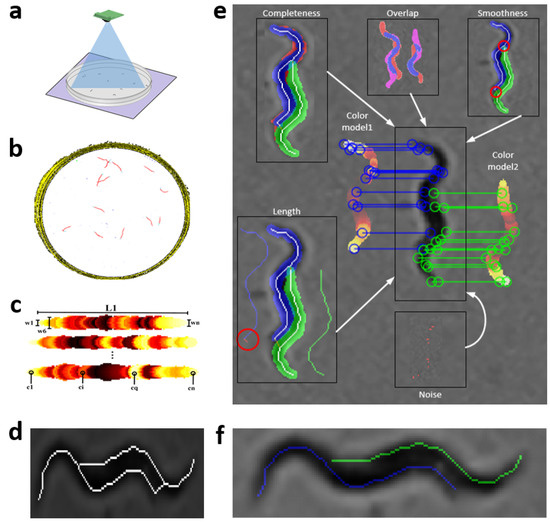 Caenorhabditis elegans Multi-Tracker Based on a Modified Skeleton Algorithm