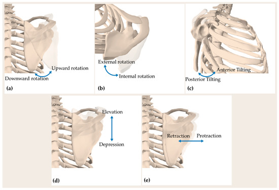 Skin Strain Analysis of the Scapular Region and Wearables Design