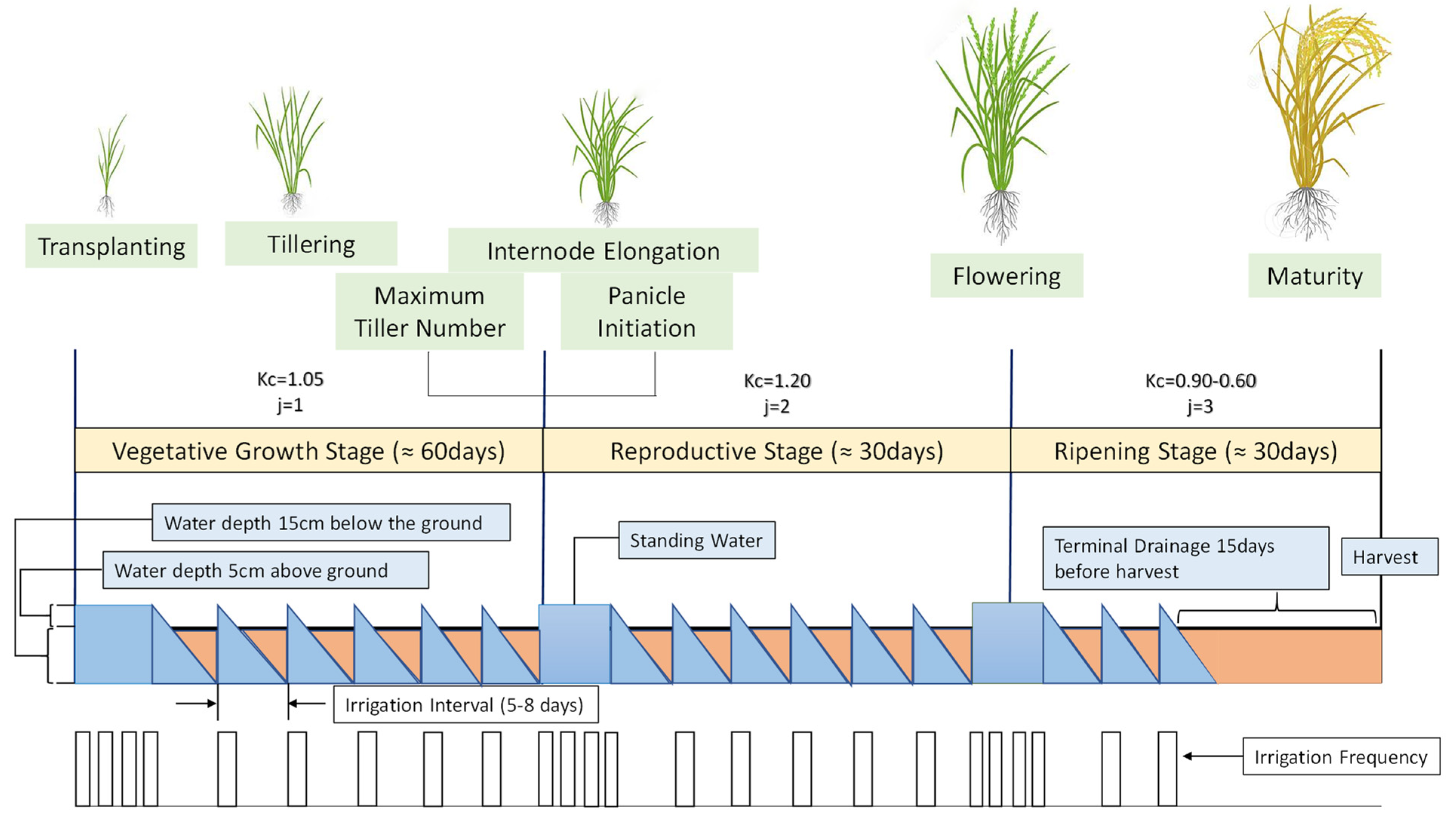 Dimensioning of Wide-Area Alternate Wetting and Drying (AWD) System for ...