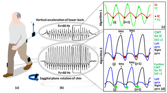 Sensors | Free Full-Text | Wearable Inertial Gait Algorithms: Impact of Wear Location and ...