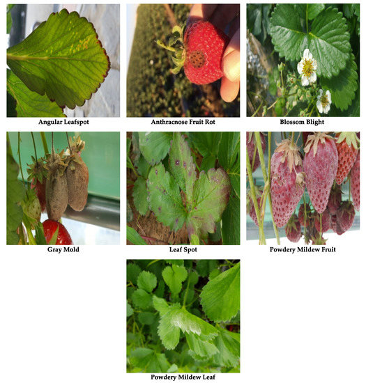 An Instance Segmentation Model for Strawberry Diseases Based on Mask R-CNN