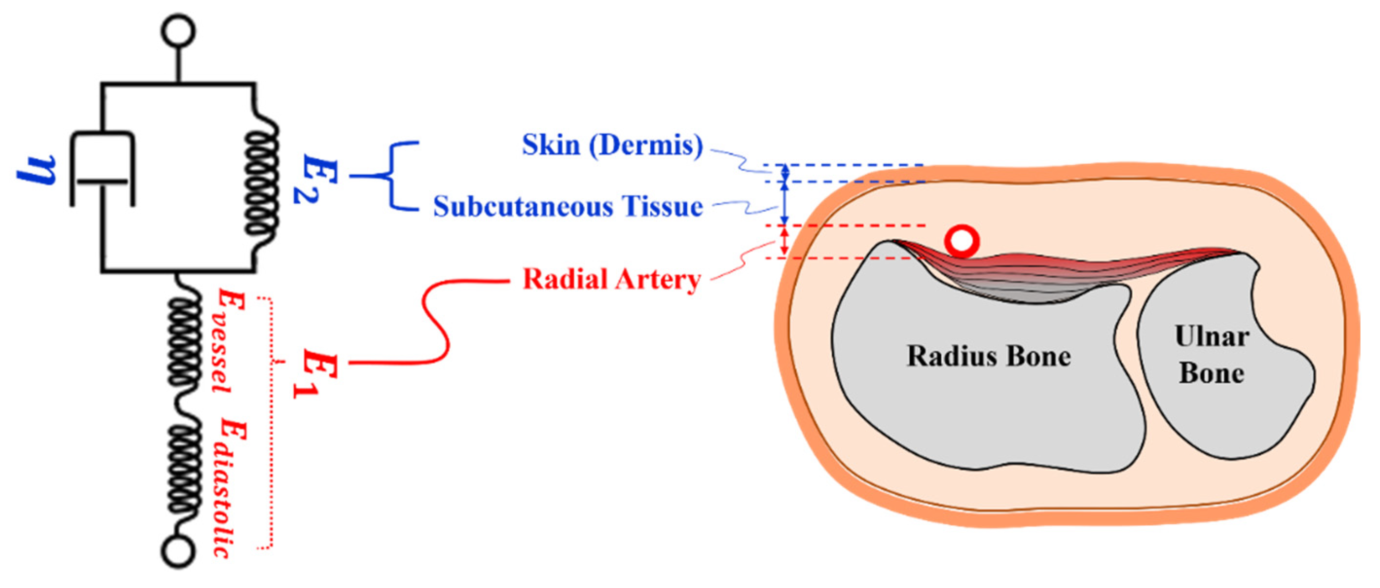 A Transfer Function Model Development for Reconstructing Radial Pulse ...