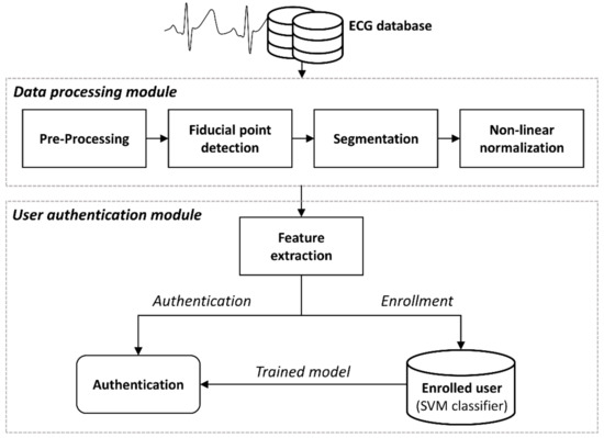 ECG Authentication Based on Non-Linear Normalization under Various Physiological Conditions