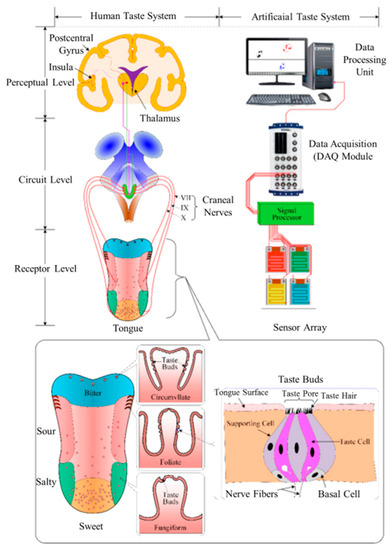 Metal–Organic-Framework- and MXene-Based Taste Sensors and Glucose ...