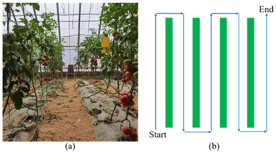 Sensors | Free Full-Text | Detection and Segmentation of Mature Green ...