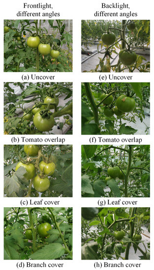 Sensors | Free Full-Text | Detection and Segmentation of Mature Green ...