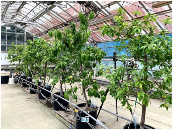 HortNet417v1—A Deep-Learning Architecture for the Automatic Detection ...