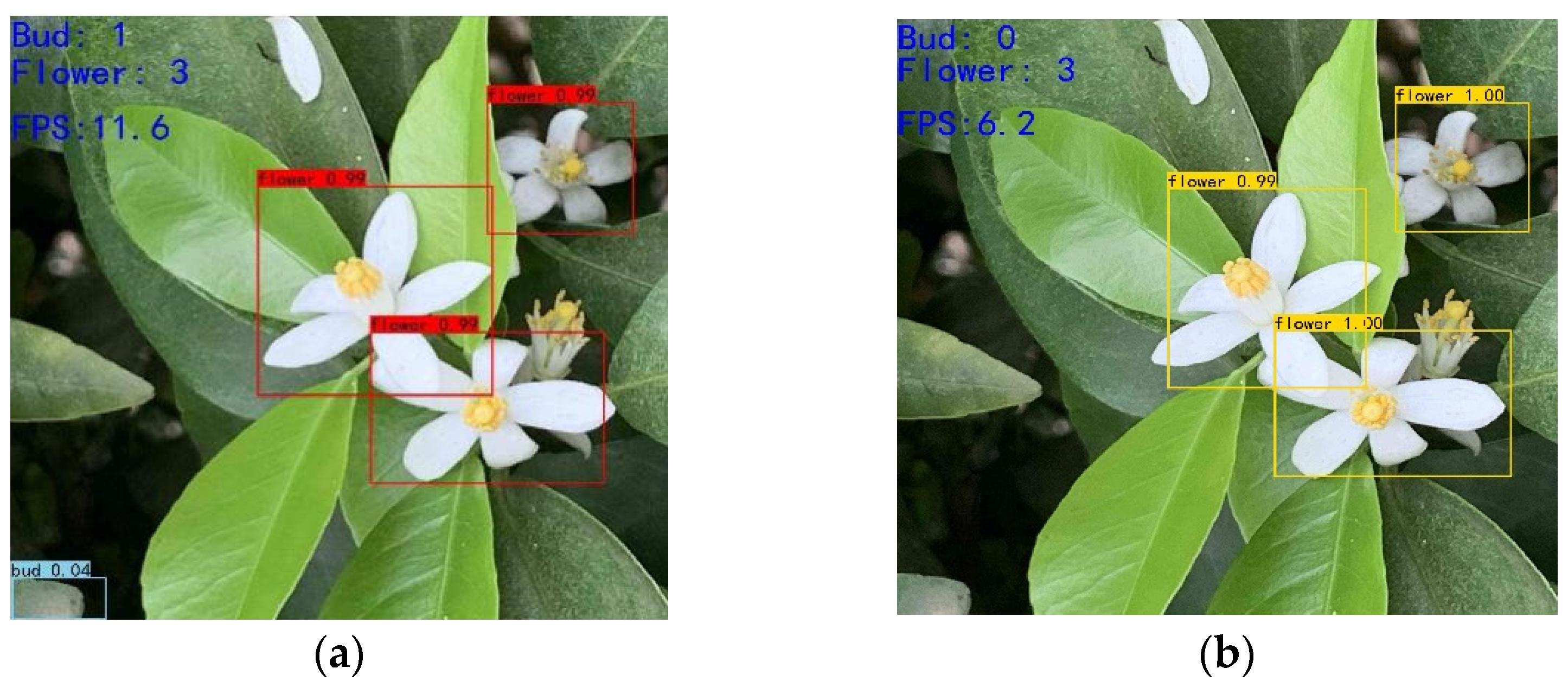 Research on Lightweight Citrus Flowering Rate Statistical Model ...