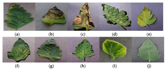 Early Detection and Classification of Tomato Leaf Disease Using High ...