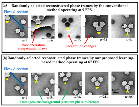 Video-Rate Quantitative Phase Imaging Using a Digital Holographic ...
