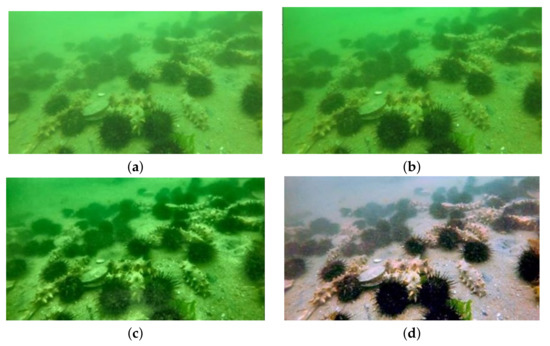 Real-Time Jellyfish Classification and Detection Based on Improved YOLOv3 Algorithm