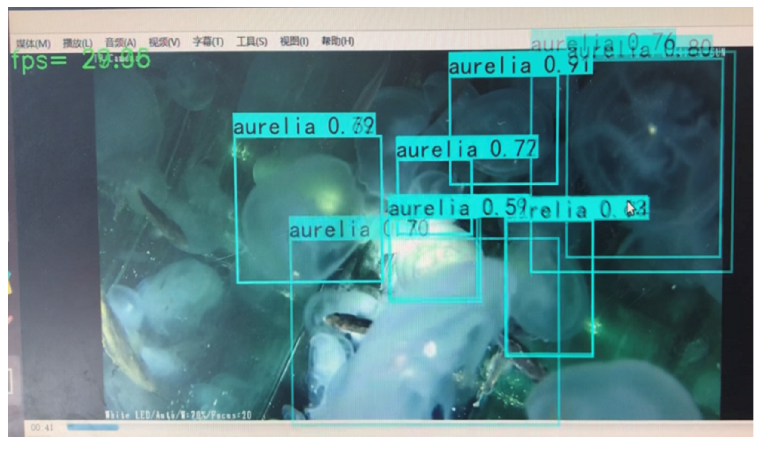 Real-Time Jellyfish Classification and Detection Based on Improved YOLOv3 Algorithm