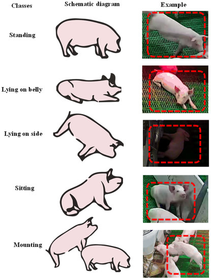 Sensors | Free Full-Text | Posture Detection of Individual Pigs Based ...
