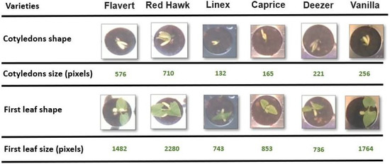 Enhancing the Tracking of Seedling Growth Using RGB-Depth Fusion and ...