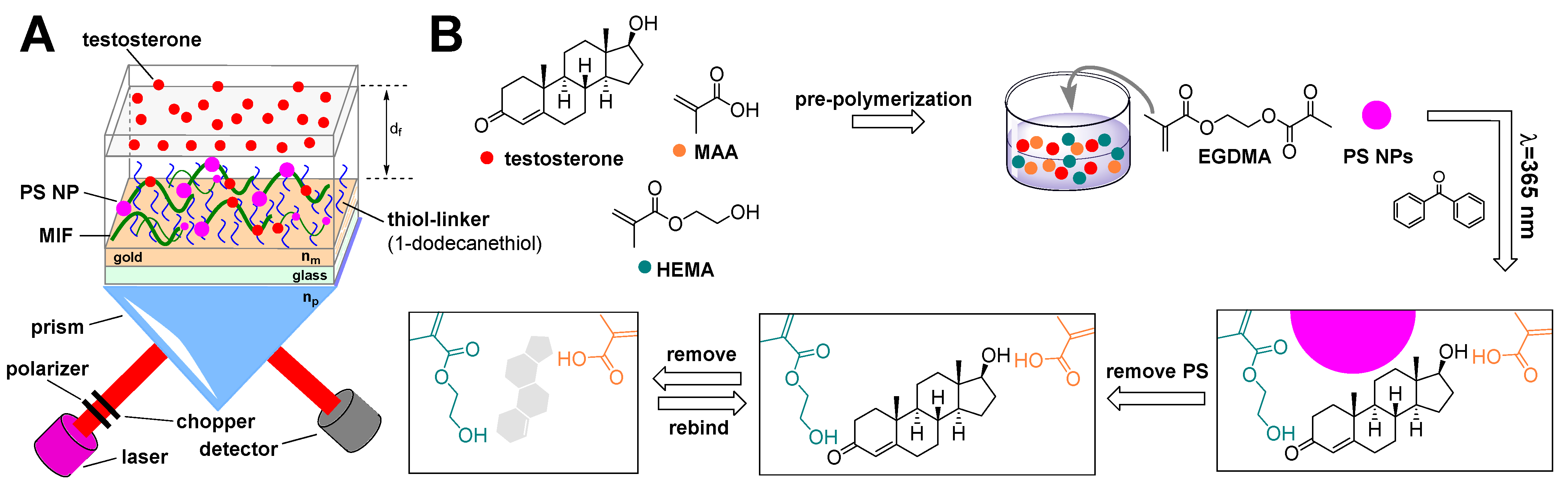 Advances in the Determination of Anabolic-Androgenic Steroids: From ...