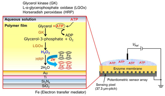 CMOS-Based Redox-Type Label-Free ATP Image Sensor for In Vitro ...