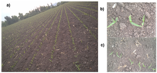 Recognition of Maize Phenology in Sentinel Images with Machine Learning