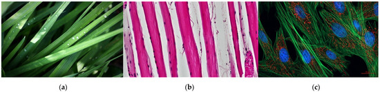 A Convolutional Neural Networks-Based Approach for Texture ...