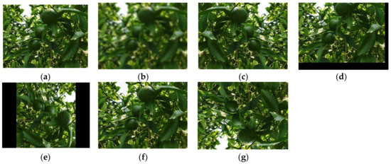 Green Citrus Detection and Counting in Orchards Based on YOLOv5-CS and AI Edge System