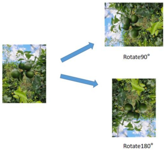 Green Citrus Detection and Counting in Orchards Based on YOLOv5-CS and AI Edge System