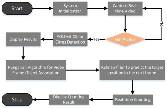 Green Citrus Detection and Counting in Orchards Based on YOLOv5-CS and AI Edge System