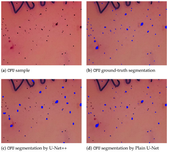 Multi-Path U-Net Architecture for Cell and Colony-Forming Unit Image Segmentation