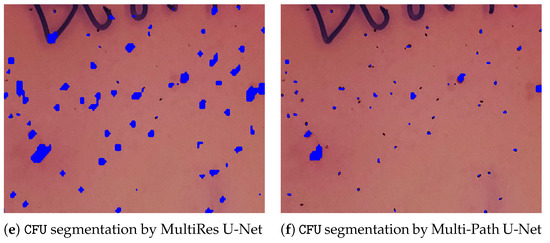 Multi-Path U-Net Architecture for Cell and Colony-Forming Unit Image Segmentation