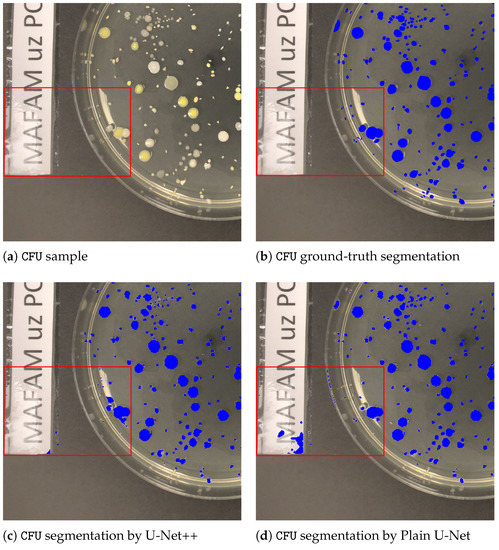 Multi-Path U-Net Architecture for Cell and Colony-Forming Unit Image Segmentation